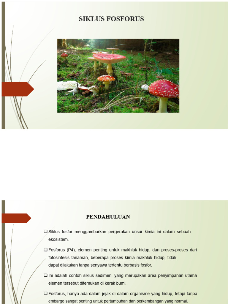 Siklus Fosforus dan Dampaknya pada Ekosistem | PDF