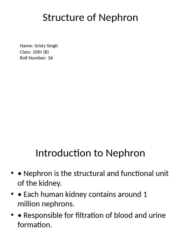 Structure of Nephron Presentation Final Sristy | PDF