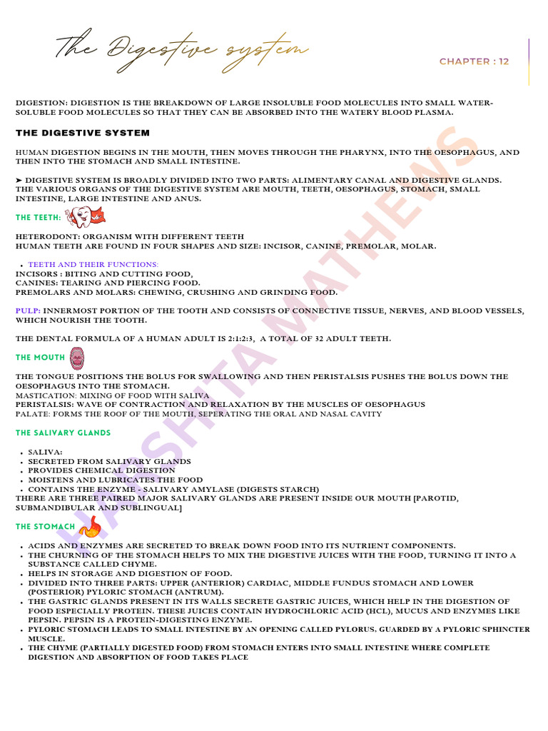 The Digestive System Class9 Bio | PDF | Stomach | Small Intestine