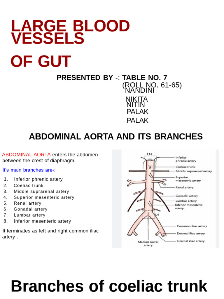 Major Blood Vessels of the Gut | PDF | Large Intestine | Vein