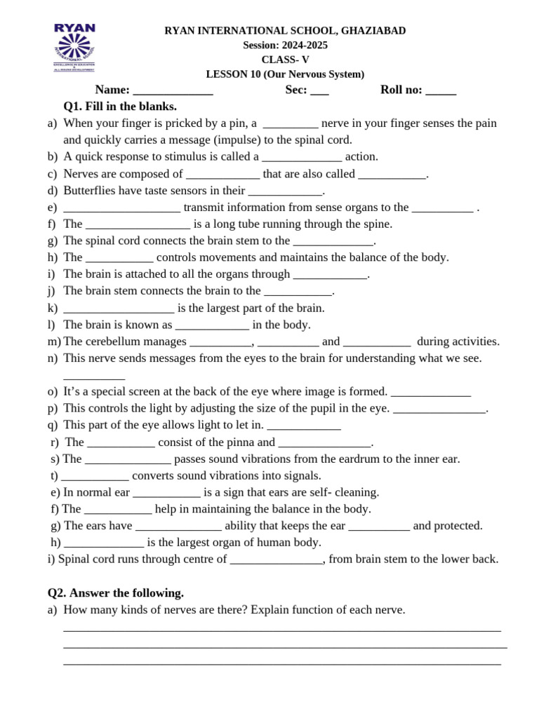 Nervous System Lesson Plan for Class V | PDF | Brain | Brainstem