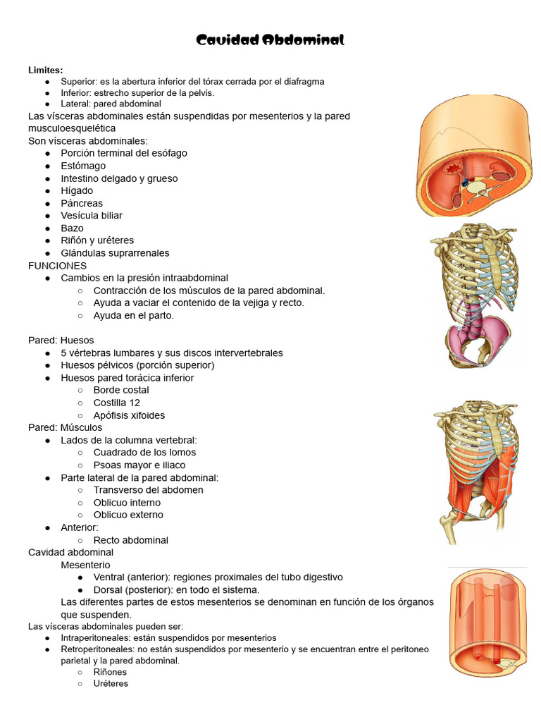 Cavidad Abdominal | PDF | Abdomen | Sistema digestivo humano