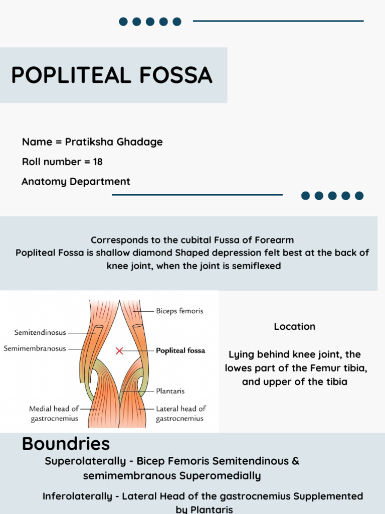 Popliteal Fossa - 20251108 - 093433 - 0000 | PDF | Knee | Human Leg