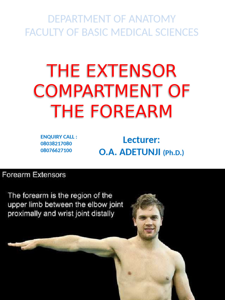 The Extensor Compartment of The Forearm | PDF