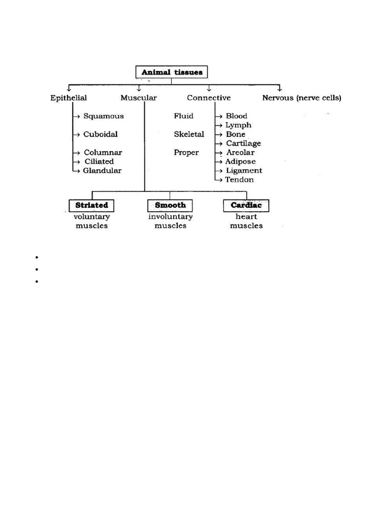 1.draw The Flow Chart of ANIMAL TISSUES and Explain | PDF | Epithelium ...