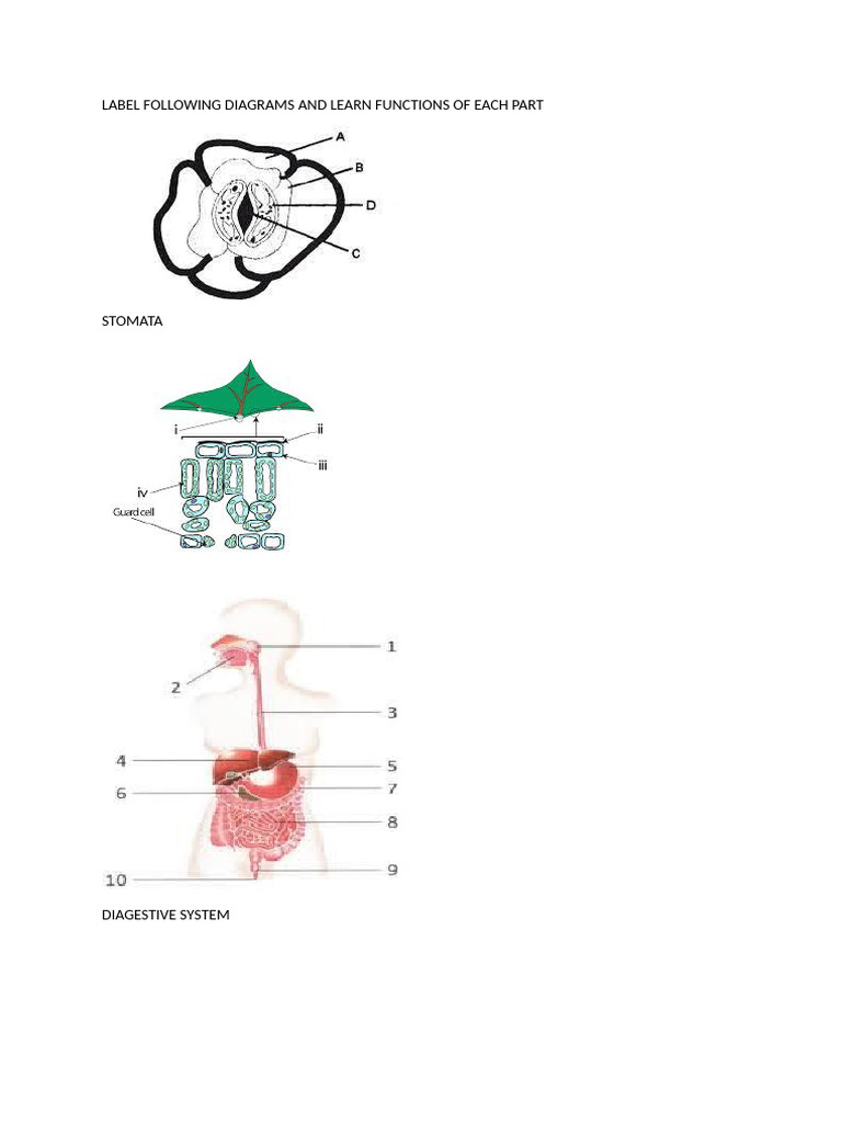 Label Following Diagrams and Learn Functions of Each Part | PDF