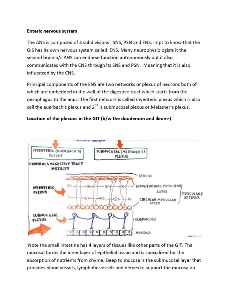 Understanding the Enteric Nervous System | PDF | Gastrointestinal Tract ...