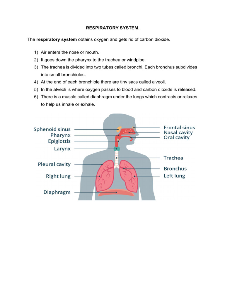 Respiratory System English | PDF