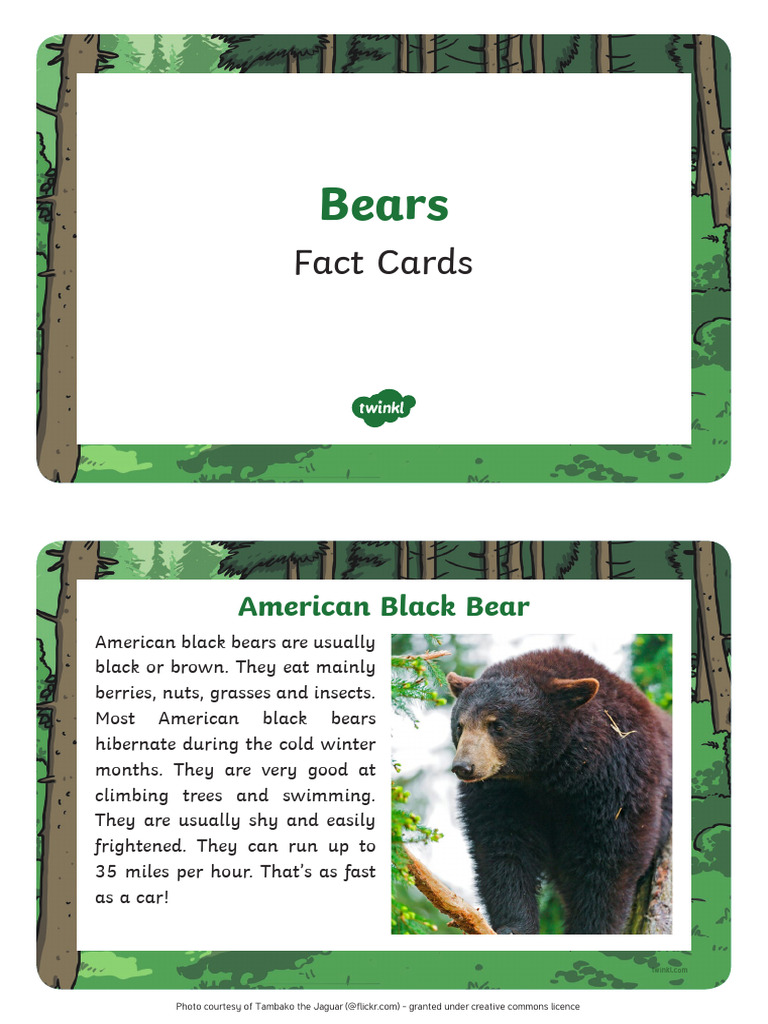 T T 22175 Bear Fact Cards - Ver - 2 | PDF | Bears | Polar Bear