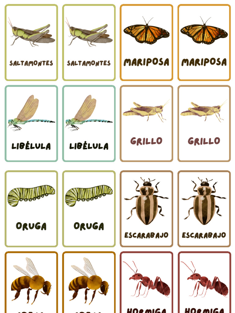 Tarjetas Educativas Memorama Animales Invertebrados Ilustrativo ...