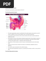 Class 12 Human Reproduction Notes | PDF | Menstrual Cycle | Testicle