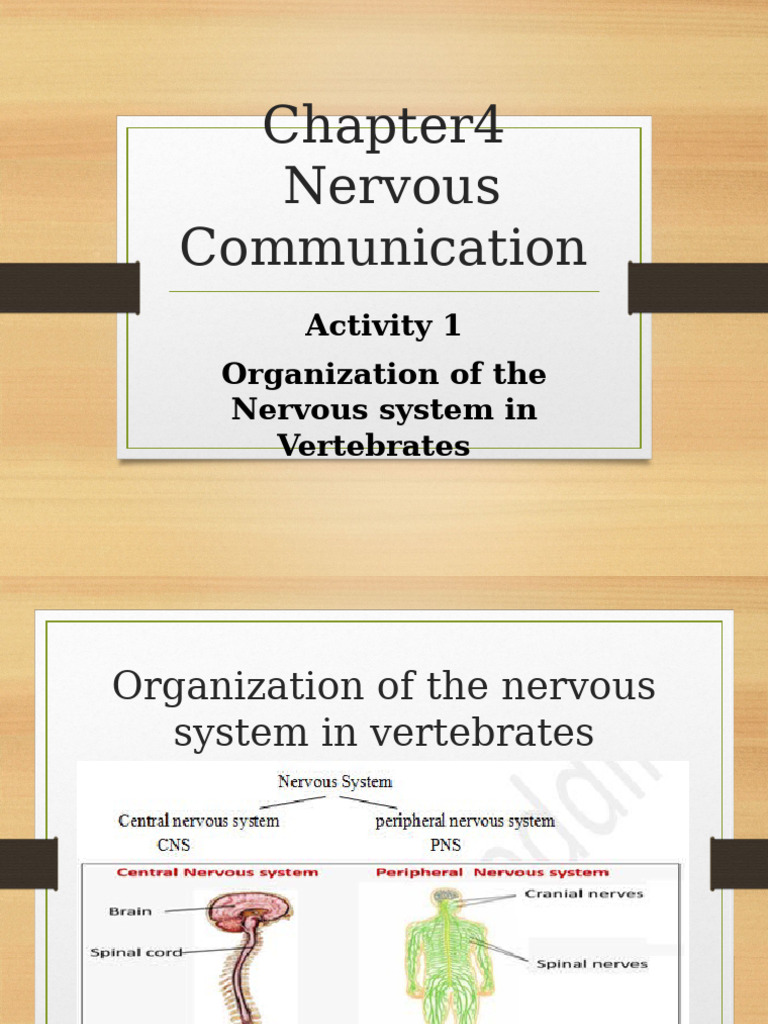 Nervous System Organization in Vertebrates | PDF | Central Nervous ...