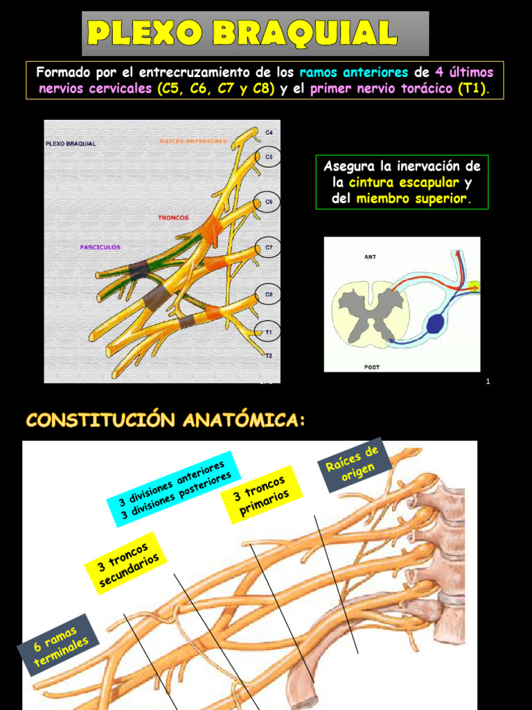 c156122e-89a6-4847-80b9-348d76c881c2 (1) | PDF | Sistema nervioso ...