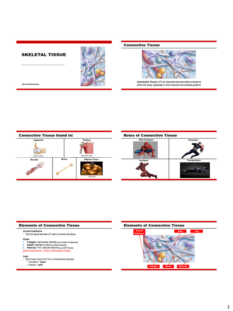 Lecture 2 - Skeletal Tissue | PDF | Connective Tissue | Bone