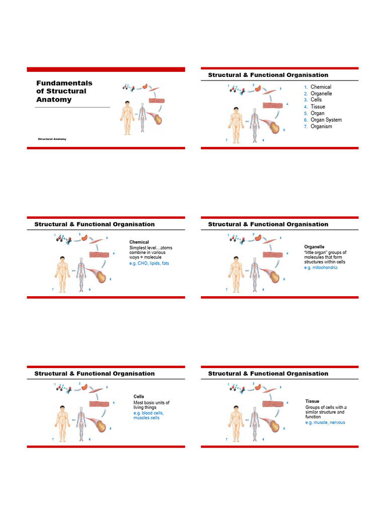 Week 2 - Fundamentals of Structural Anaotmy | PDF | Anatomical Terms Of ...
