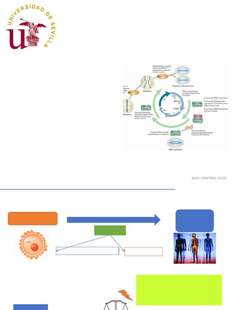 BCHI - T12 - ControlCiclo - 2021-22-II Subrayado | PDF | Apoptosis ...