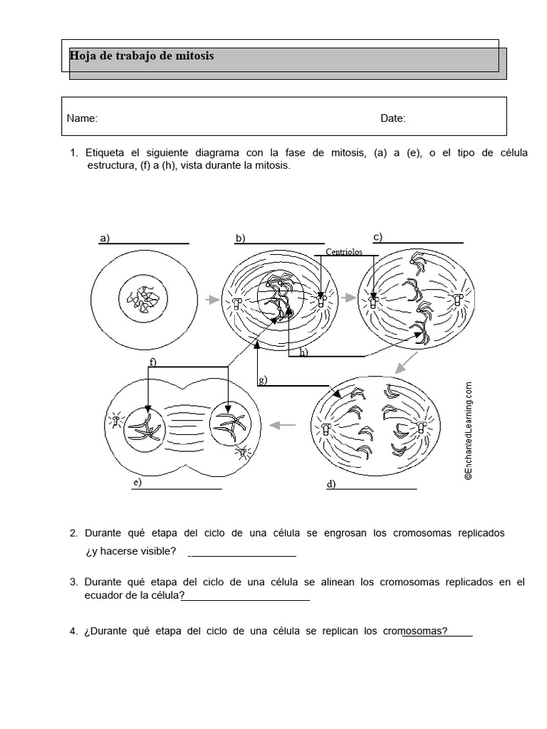 Hoja de Trabajo sobre Mitosis | PDF