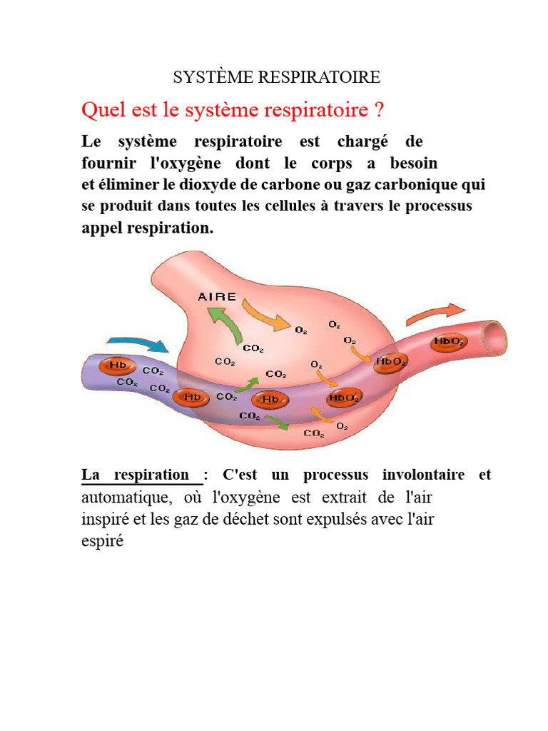 Comprendre le système respiratoire | PDF