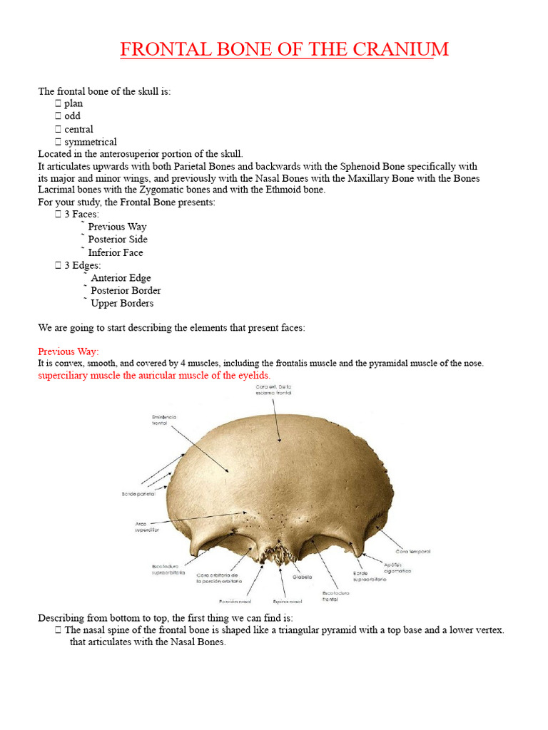 Frontal Bone of The Cranium | PDF | Human Nose | Skull