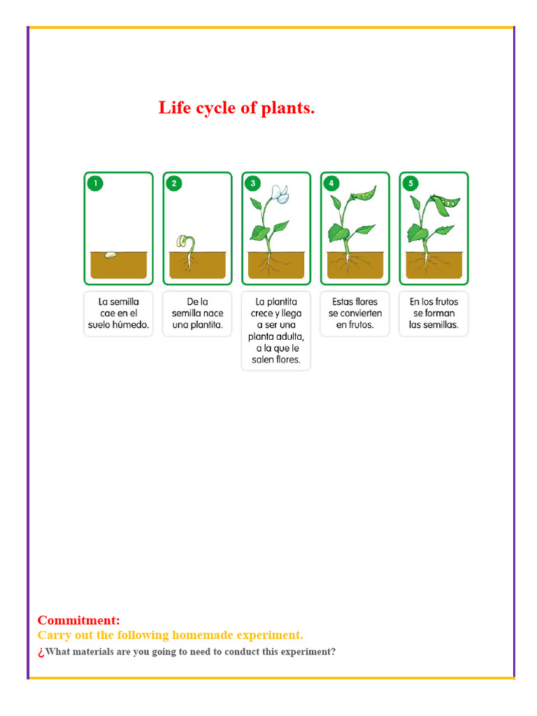 Lifecycle of Plants and Seed Experiments. | PDF