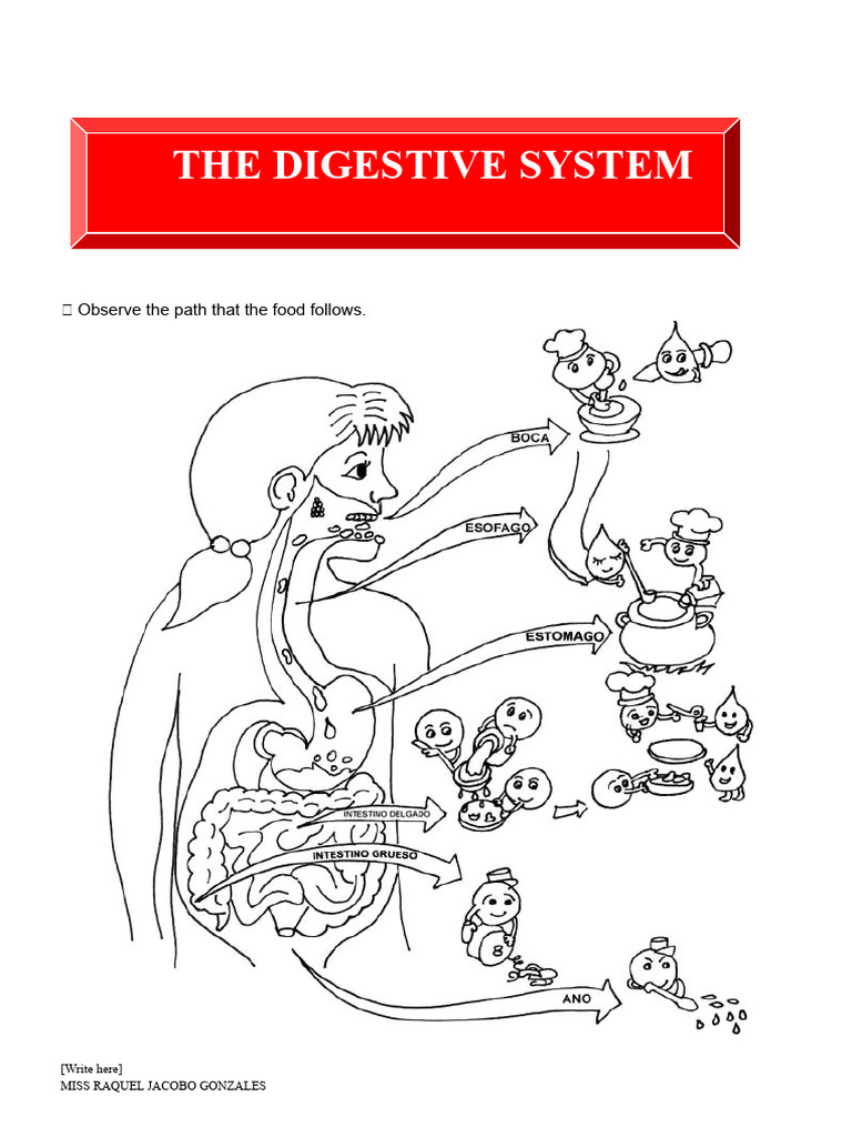 The Path of Food For First Grade | PDF | Human Digestive System | Digestion
