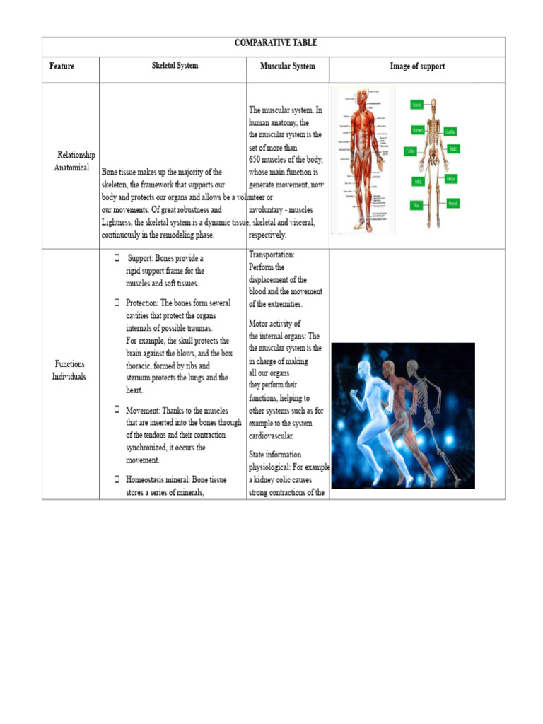 Comparative Chart Muscular System and Skeletal System | PDF | Muscle ...