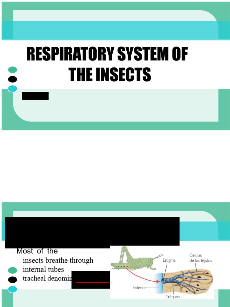 Respiratory System of Insects | PDF
