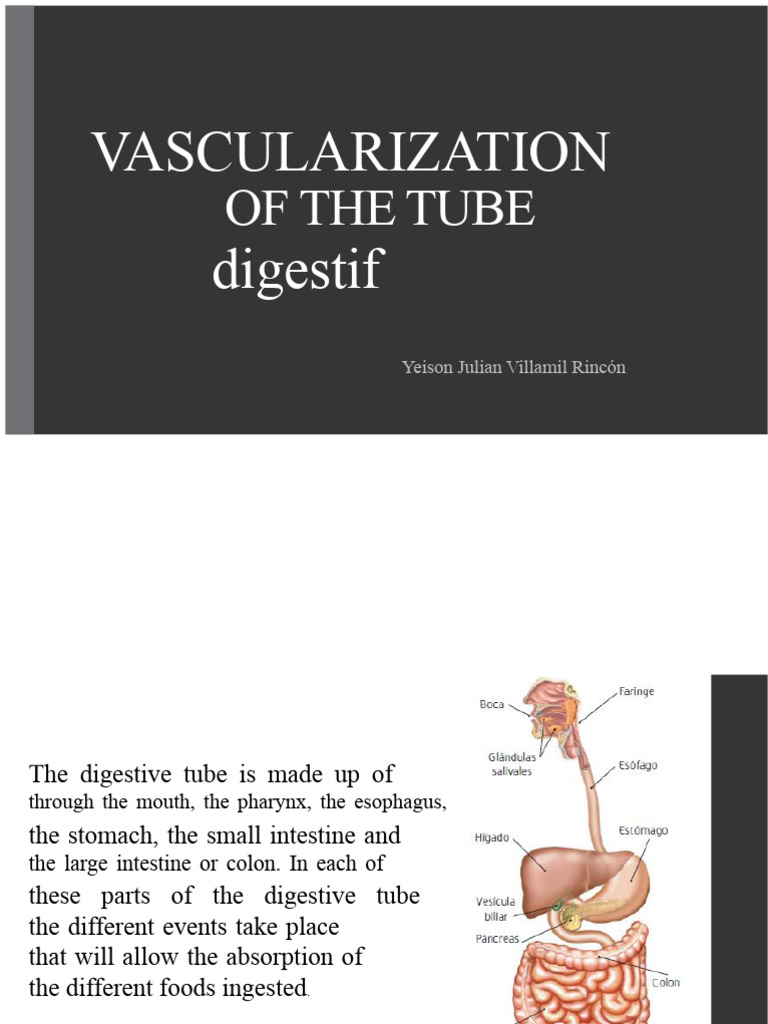 Digestive System Vascularization Overview | PDF | Pancreas | Stomach