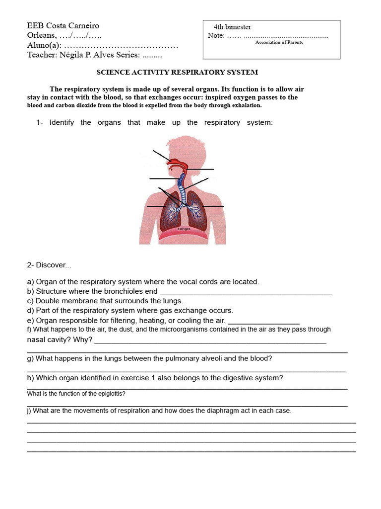 Science Activity Respiratory System | PDF