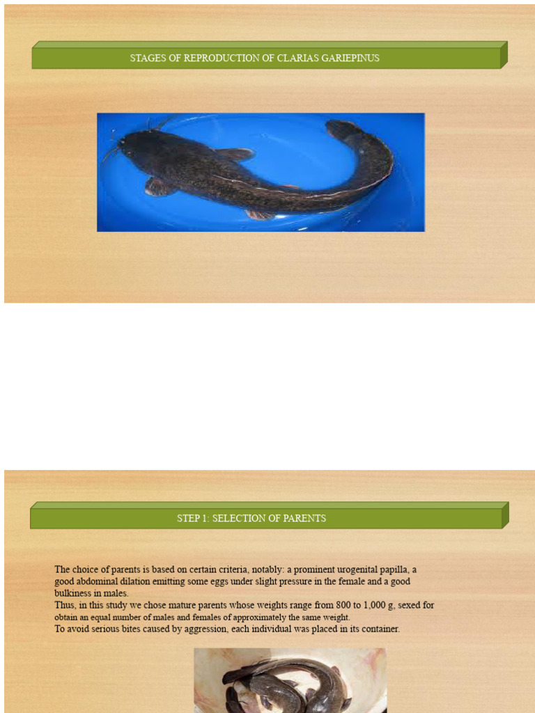 Stages of The Reproduction of The Fish Clarias Gariepinus | PDF ...