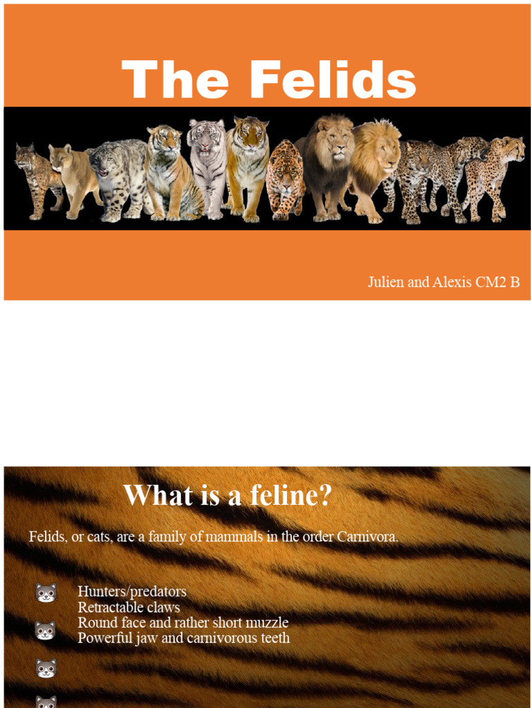Understanding Felids: Characteristics & Species | PDF | Felidae | Tiger