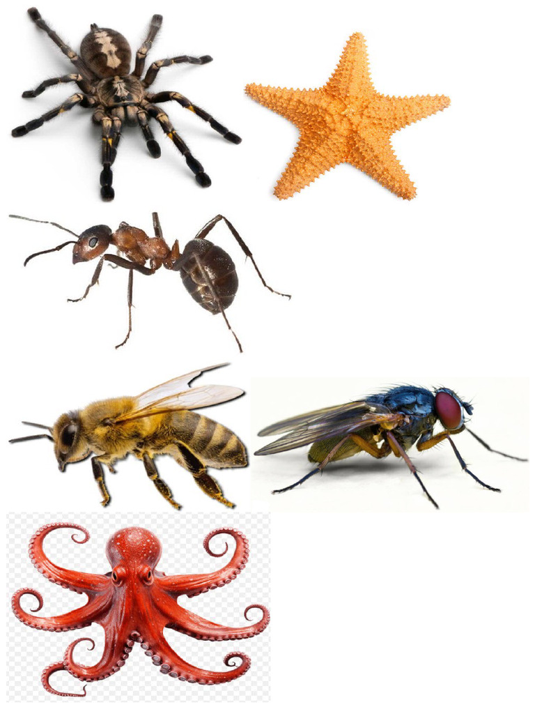 Animales Vertebrados Invertebrados | PDF