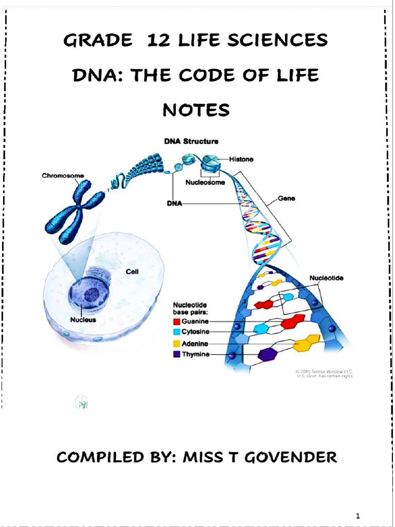 Grade 12 Dna Notes | PDF