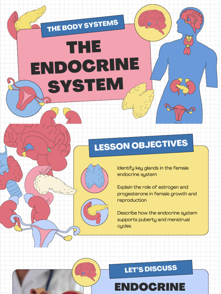 The Female Endocrine System | PDF | Menstrual Cycle | Endocrine System