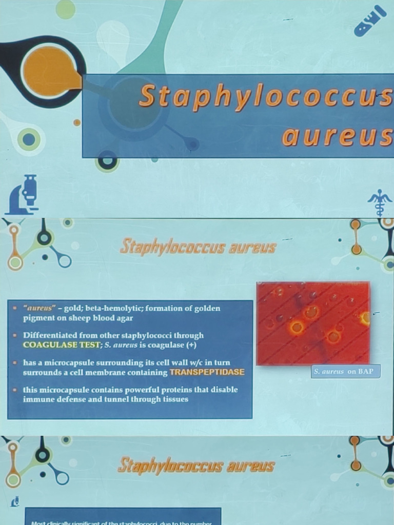 Bacteriology Lec Staph Strep Micro Etc | PDF