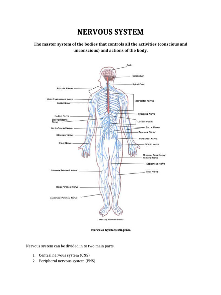 Nervious System | PDF