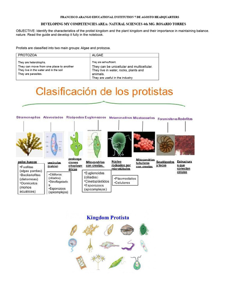 Kingdom Protista and Plant | PDF | Fungus | Protozoa
