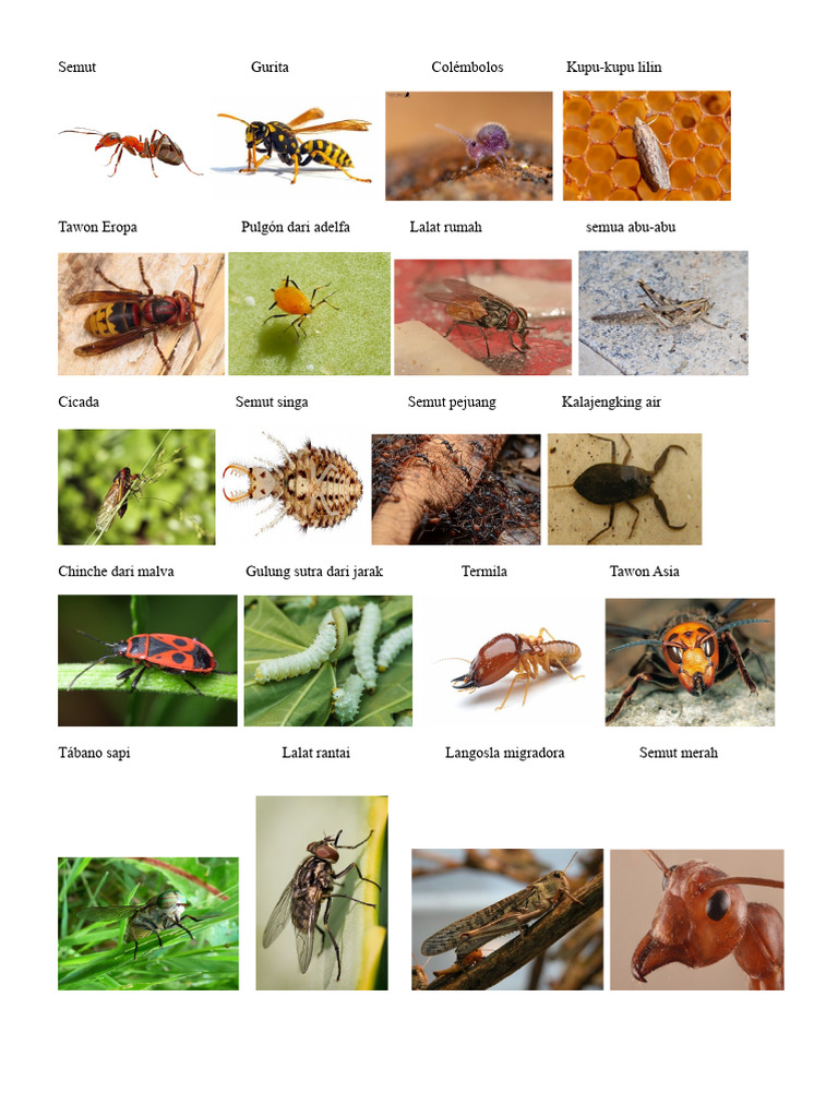 40 GAMBAR SERANGGA | PDF