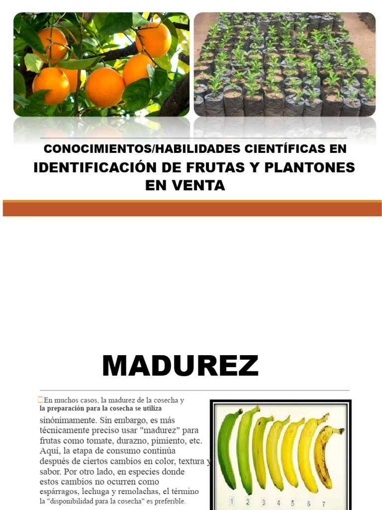 Conocimientos/habilidades en La Identificación de Frutas/plantones en ...