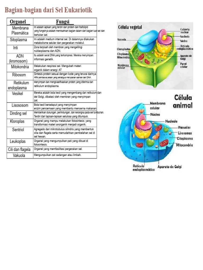 Bagian-Bagian Sel Eukariot | PDF