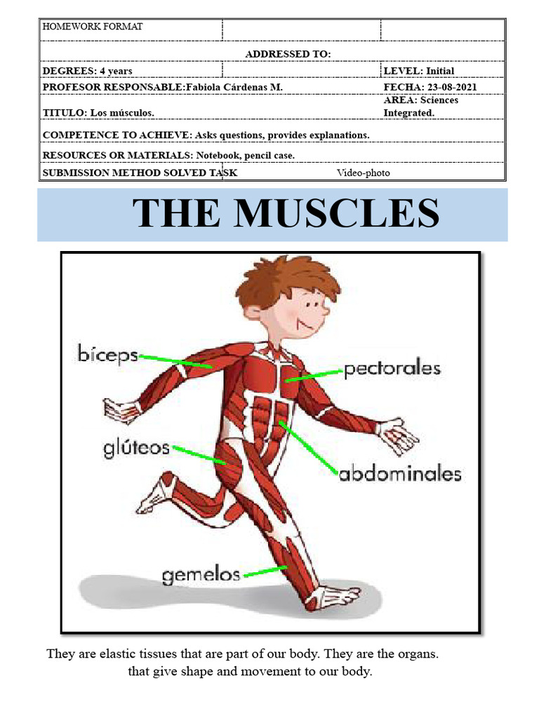 Learning at Home - Week 24 - I4 | PDF | Muscle