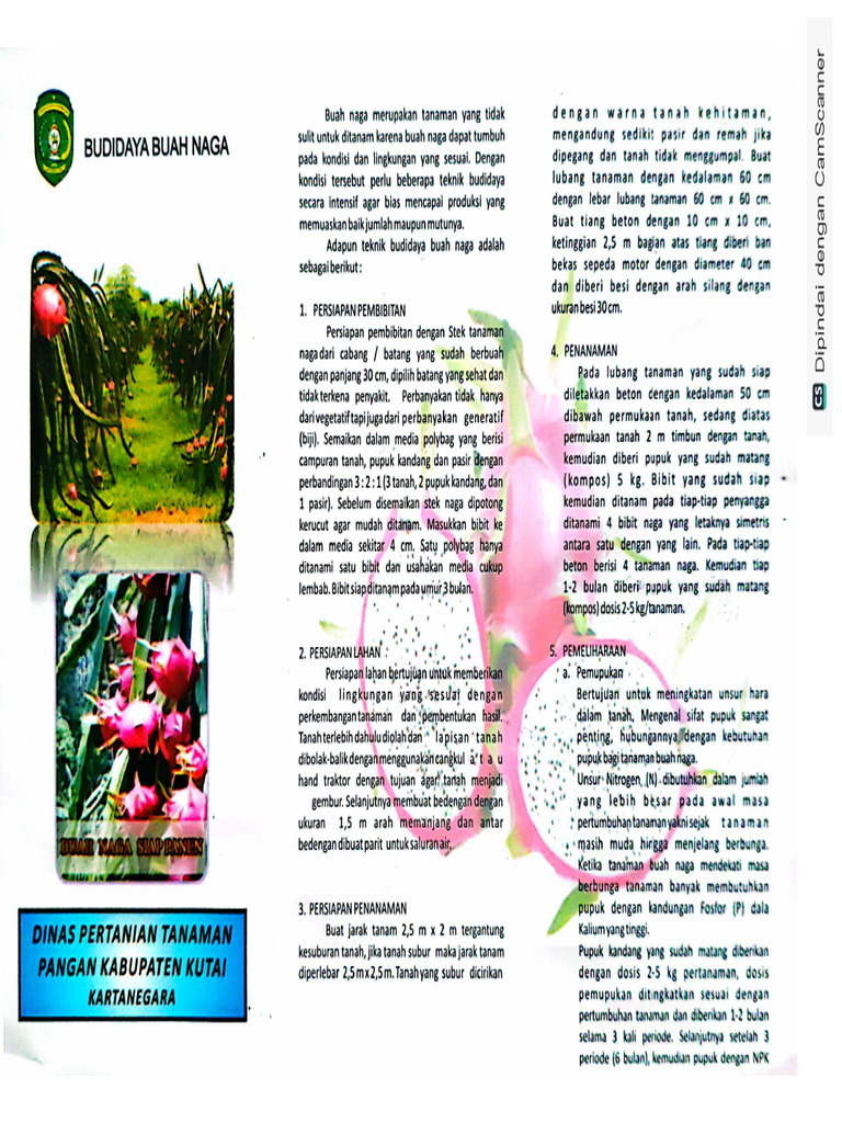 Pamflet Jenis Buah Naga | PDF