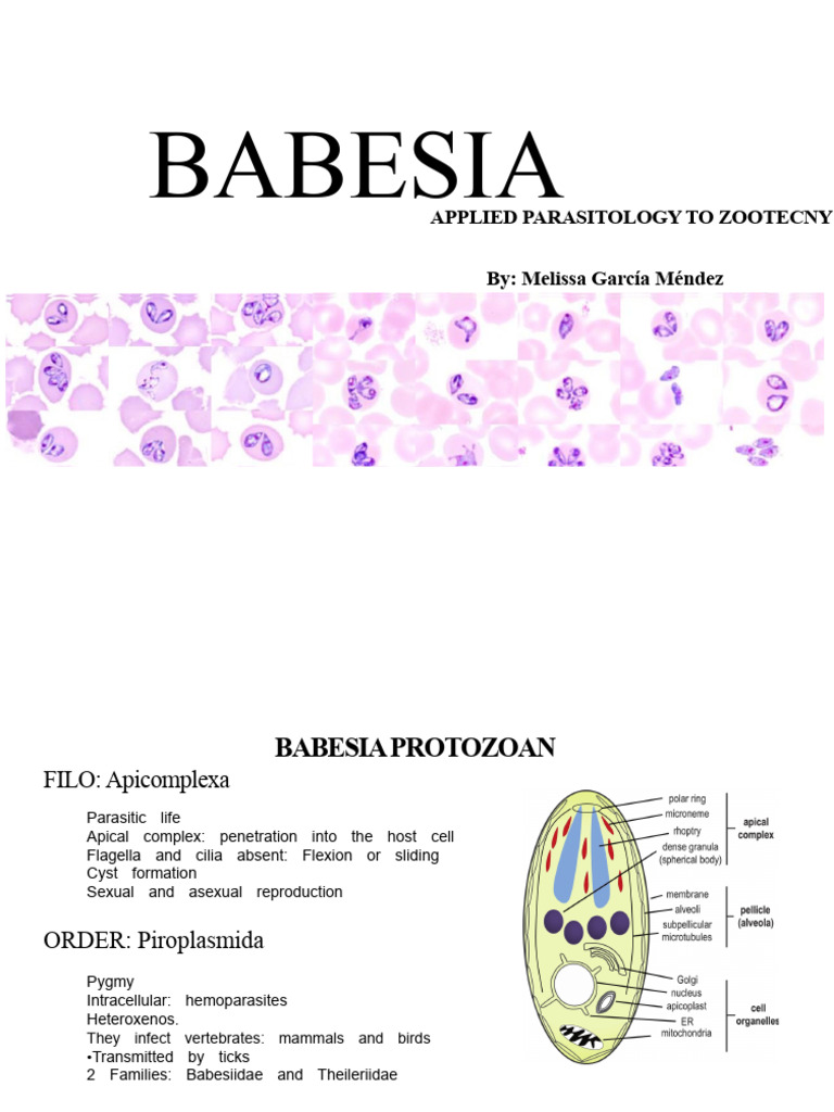 BABESIA | PDF | Immune System | Diseases And Disorders