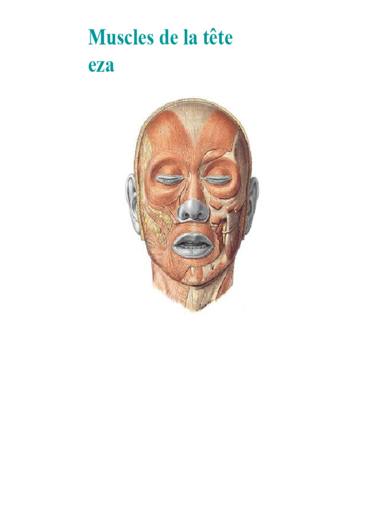 Muscles de la tête et de la mastication | PDF | Lèvre | Mâchoire