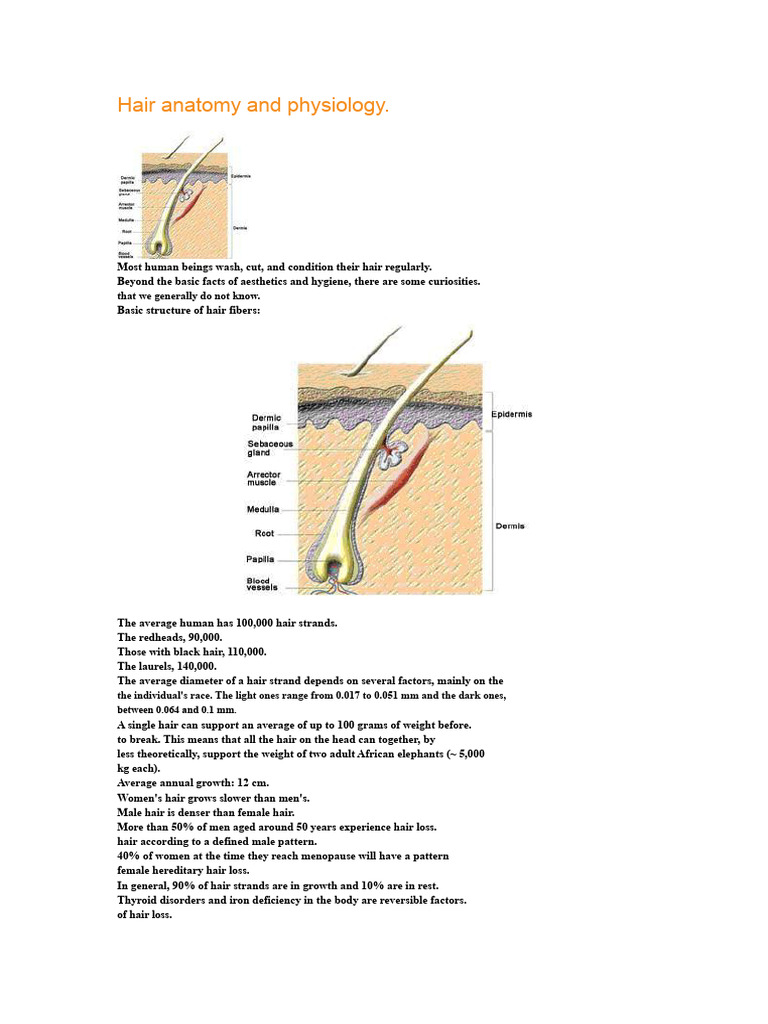 Hair Anatomy and Growth Facts | PDF | Hair Loss | Hair