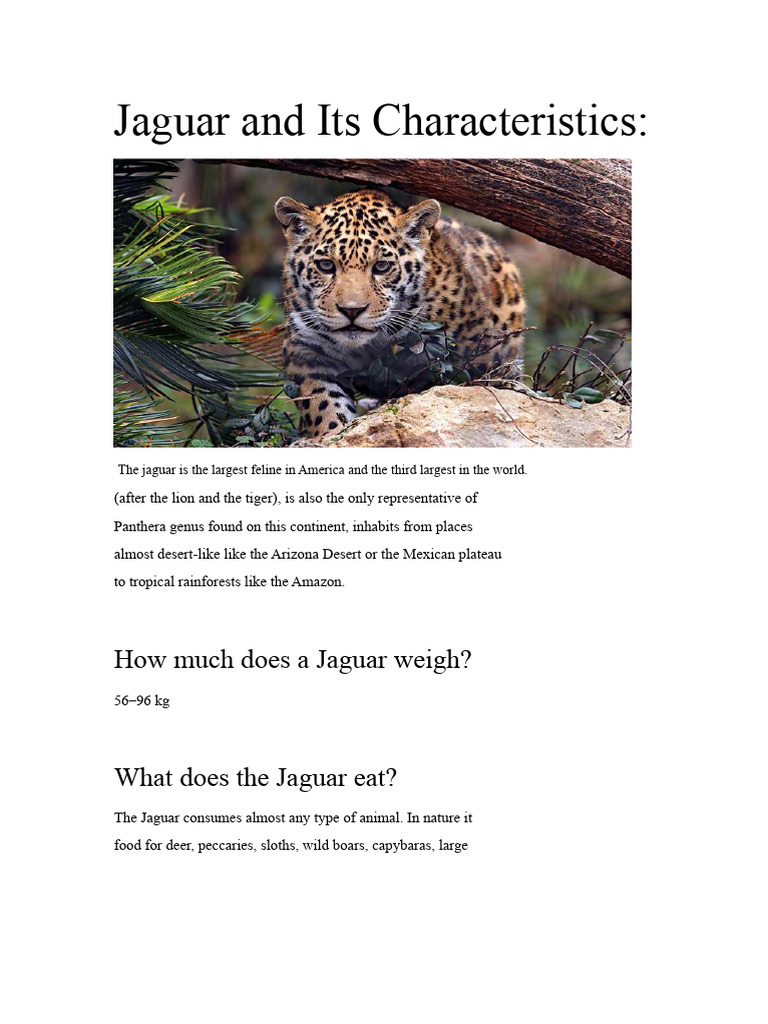 Jaguar: Characteristics and Habitat | PDF