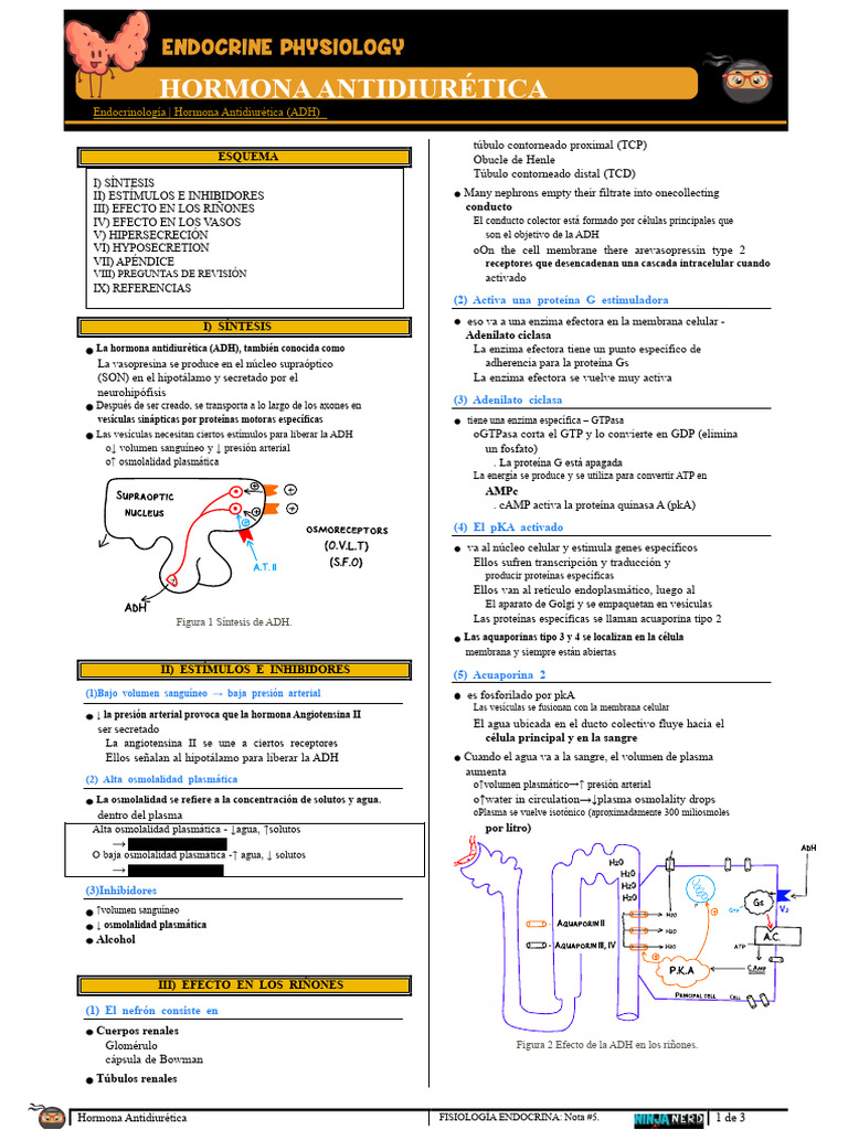 041 - Fisiología Endocrinológica) Hormona Antidiurética (ADH) | PDF | Biología Celular | Sistema ...