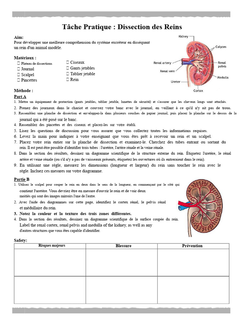 Dissection du Rein : Guide Pratique | PDF | Rein | Appareil urinaire