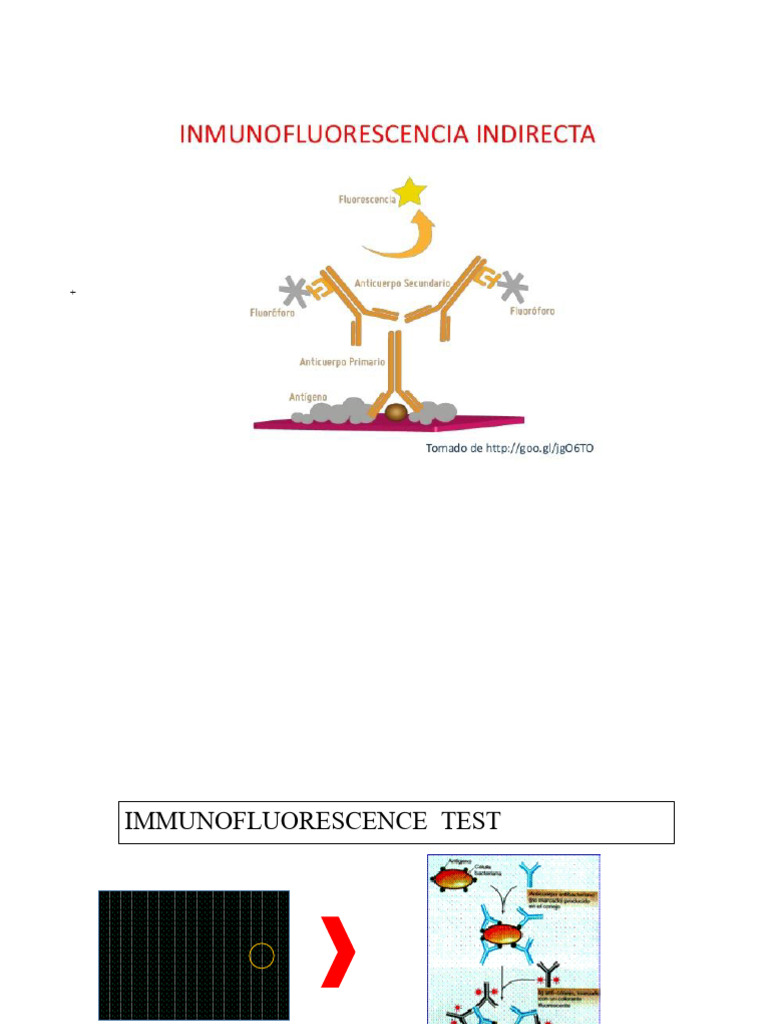 Indirect Immunofluorescence Test (Iif) | PDF