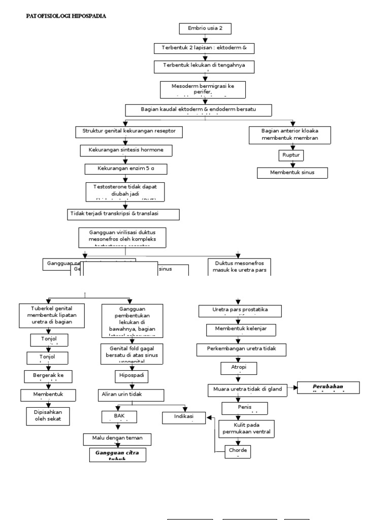 PATOFISIOLOGI HIPOSPADIA
